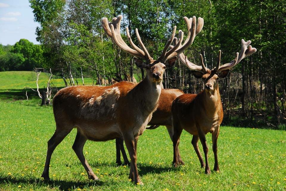 Tatil köyleri Okhotnichye khozyaystvo Obsterno, Vitebskaya oblastı, foto
