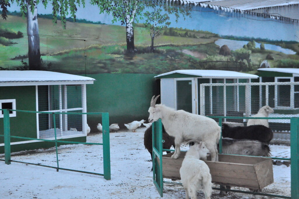 Petshop Птичий дворик, Puşkino, foto