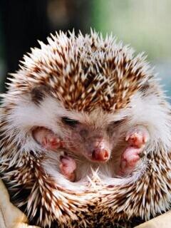 Otomobil yedek parçaları Avtosklo, Kremenchuk, foto