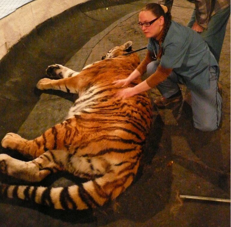 Veteriner klinikleri Veterinarny diagnostichesky tsentr doktora Orlovoy, Moskova ve Moskovskaya oblastı, foto