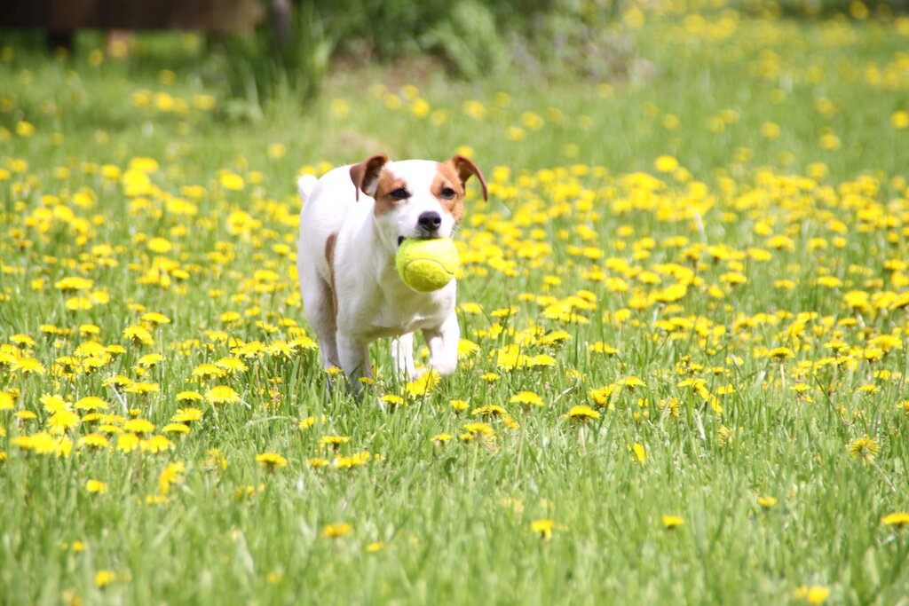 Evcil hayvan yetiştiricileri Pitomnik Dzhek Rassel teryerov Smaylvud, Moskova ve Moskovskaya oblastı, foto