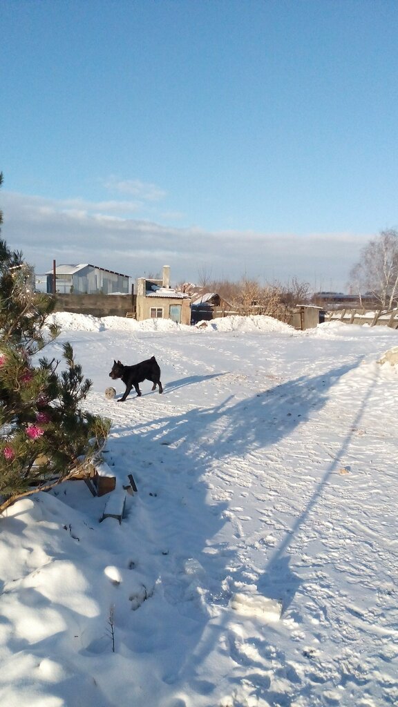 Pet otel Gostinitsa dlya domashnikh zhivotnykh, Kopeysk, foto