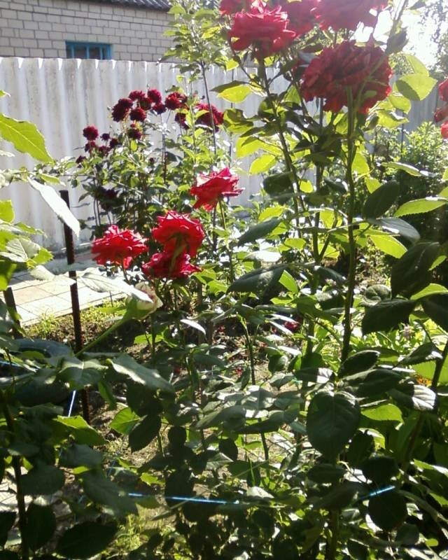 Resort oteller, tesisler Chastnaya usadba U Alenki, Kerson Bölgesi, foto