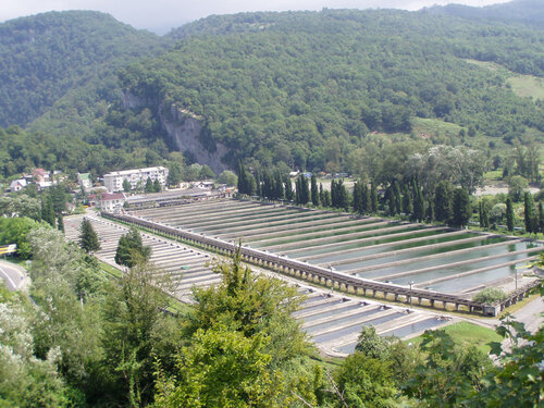 Balık çiftçiliği ve toptancıları Plemennoy forelevodchesky zavod Adler, Soçi, foto