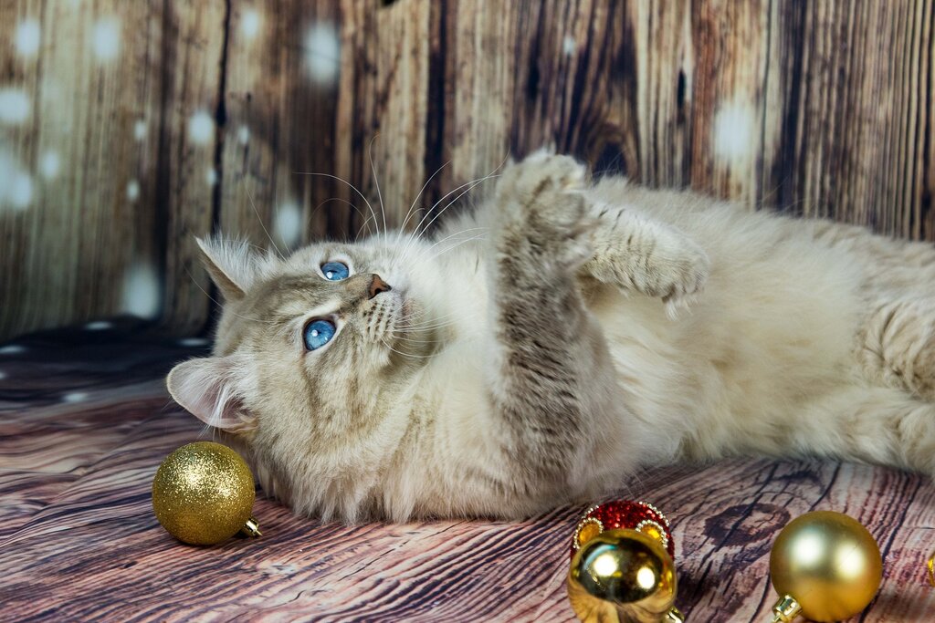 Evcil hayvan yetiştiricileri Cattery Snow White Angels, Moskova, foto