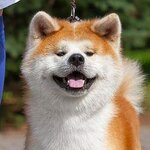 Iz volchyey stai - akita kennel (Sovetskaya ulitsa No:15), evcil hayvan yetiştiricileri  Voskresensk'ten