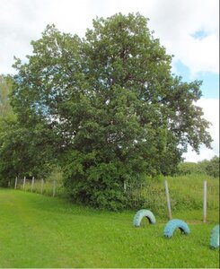 Многовековой дуб Тимофей (Yaroslavl Region, Gavrilov-Yamskiy munitsipalny okrug, selo Ilyinskoye-Urusovo), doğa  Yaroslavskaya oblastından