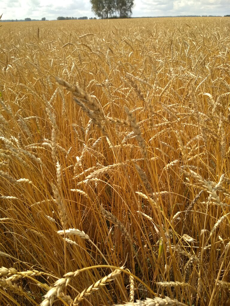 Tahıl firmaları АО Заречное, Novosibirskaya oblastı, foto