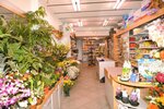 Piante e Fiori Valletti Mario di Seghetta Paola (Tuscany, Provincia di Siena, Via Roma, 8), çiçek teslimatı  Umbria'dan