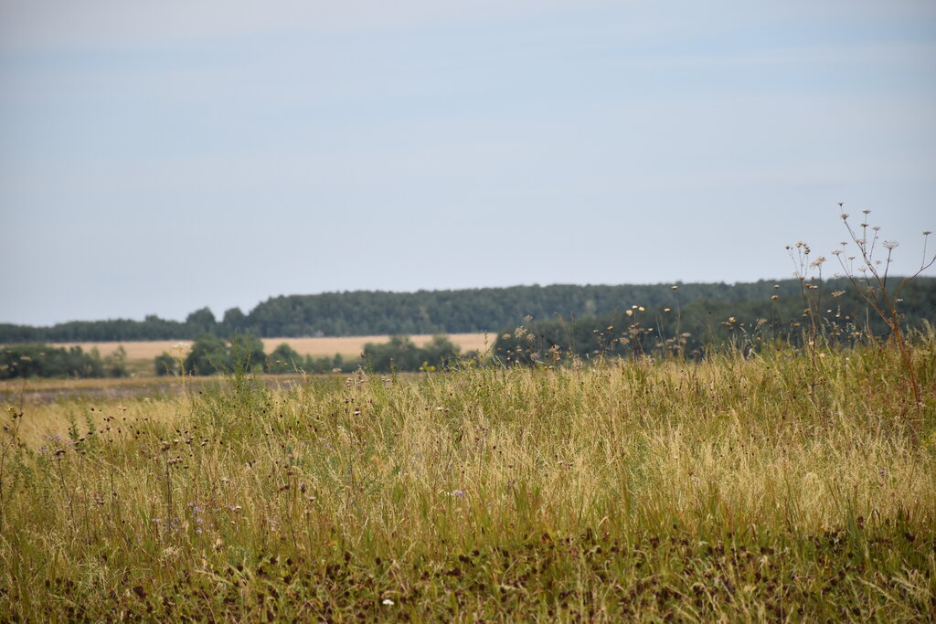 Doğa Прохоровский курган, Orenburgskaya oblastı, foto