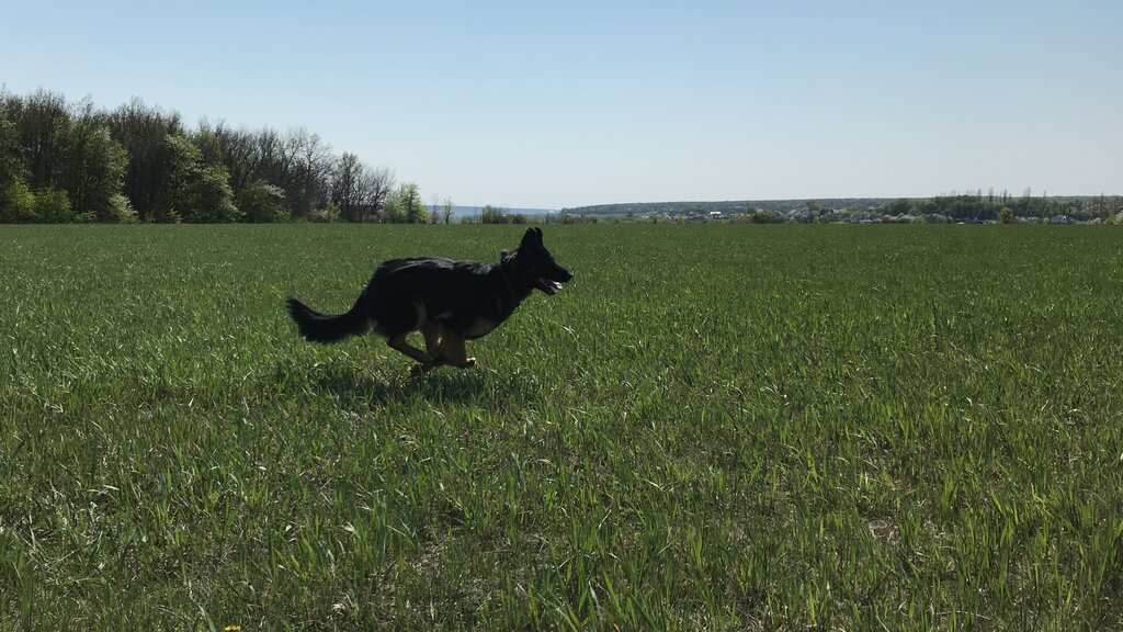 Köpek gezdirme alanları Coursingvrn.ru, Voronej, foto