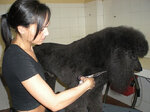 Dog Model (Lombardy, Lecco, Via Andrea Appiani, 9), petshop  Milano'dan