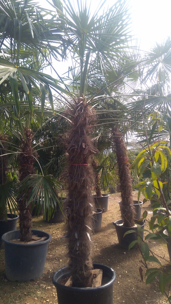 Peyzaj tasarımı Kardelen Peyzaj, İstanbul, foto