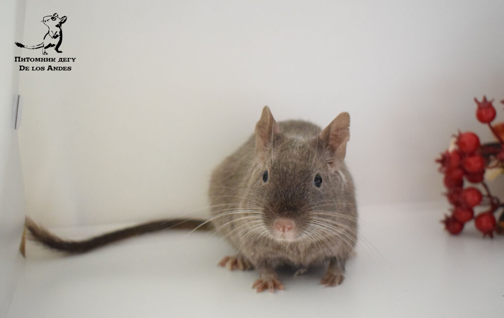 Evcil hayvan yetiştiricileri Pitomnik degu De los Andes, Moskova ve Moskovskaya oblastı, foto