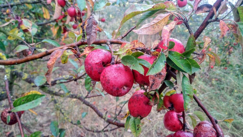 Bahçe Яблоневый сад, Kırım Cumhuriyeti, foto
