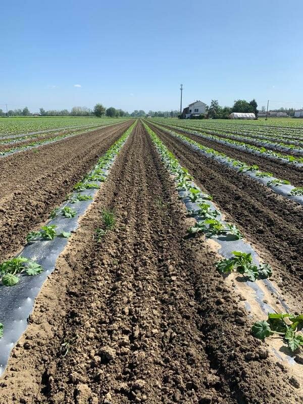 Tarım makineleri, ekipmanlar Agrofata, Emilia‑Romagna, foto