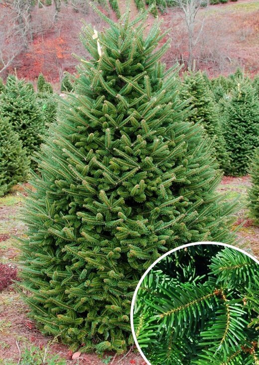 Yapay çam ağaçları ve süsleri Elochnaya 1 SPb, Peterhof, foto