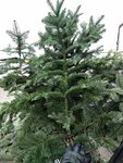 Baltrastcom Ltd (Yuriya Gagarina Street No:225кВ1, Kaliningrad), çam ağacı pazarı  Kaliningradskaya oblastından