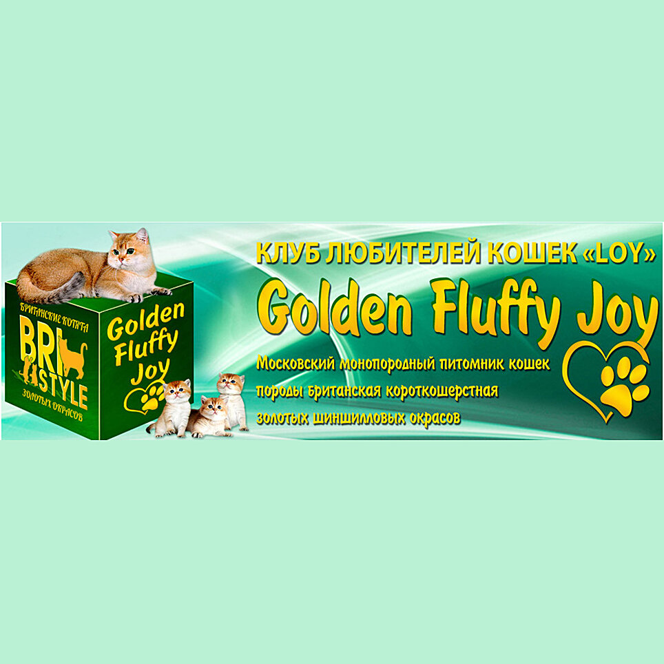 Evcil hayvan yetiştiricileri Golden Fluffy Joy, Moskova ve Moskovskaya oblastı, foto