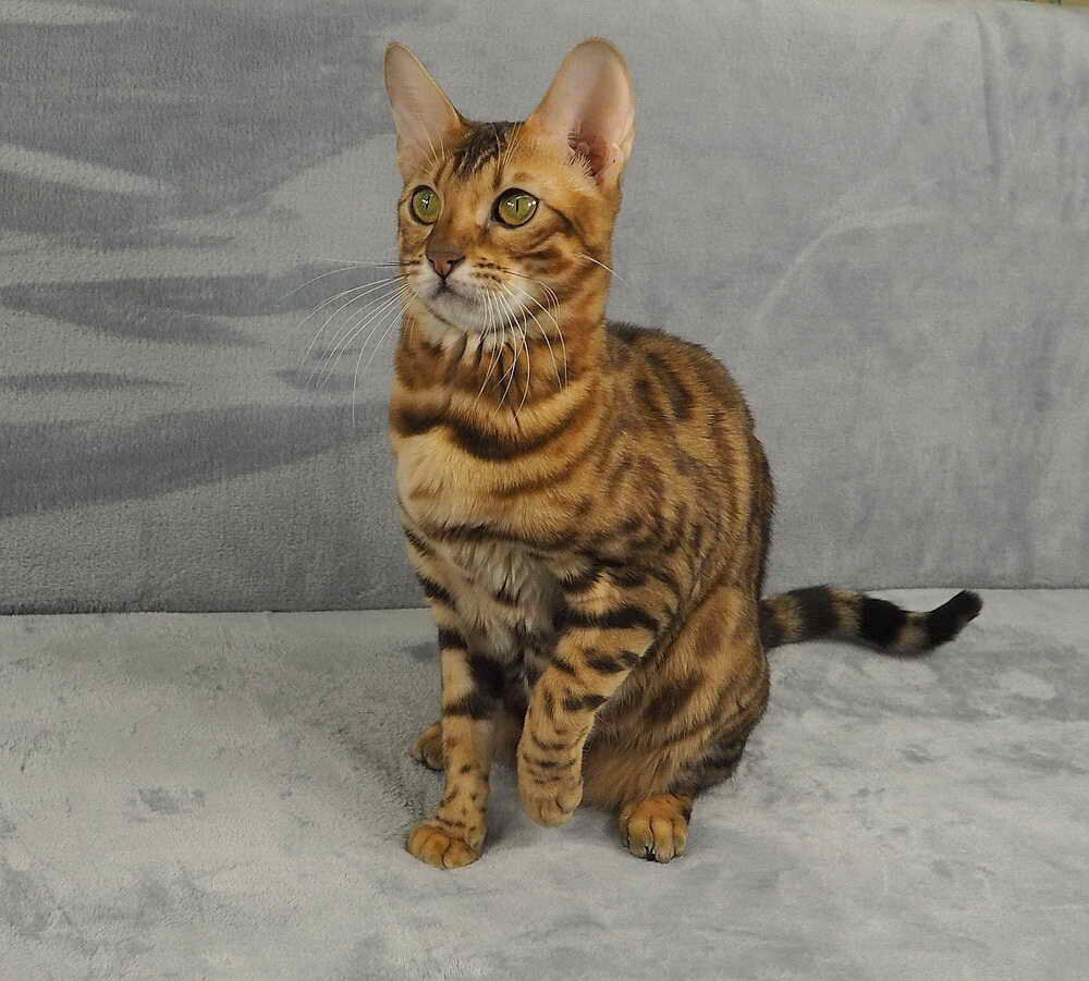 Evcil hayvan yetiştiricileri Cyberstar Bengal cattery, Saint‑Petersburg, foto