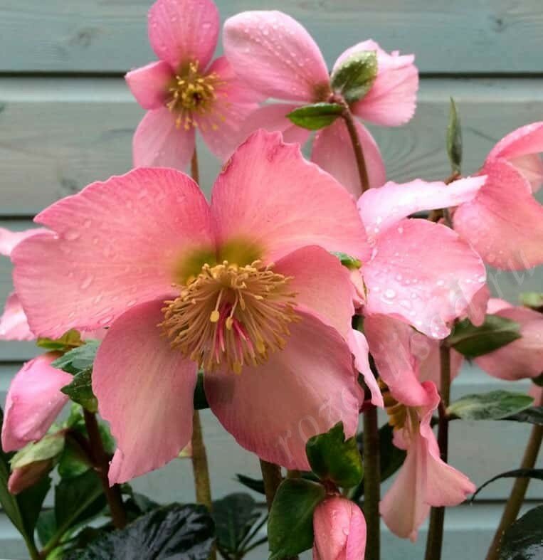 Çiçekçiler Rozovyy sad V Krasnodare, Krasnodar, foto