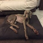 Beds4Pets (Emilia-Romagna, Bologna, Castel Maggiore, Via Buozzi, 41), hayvancılık  Emilia‑Romagna'dan