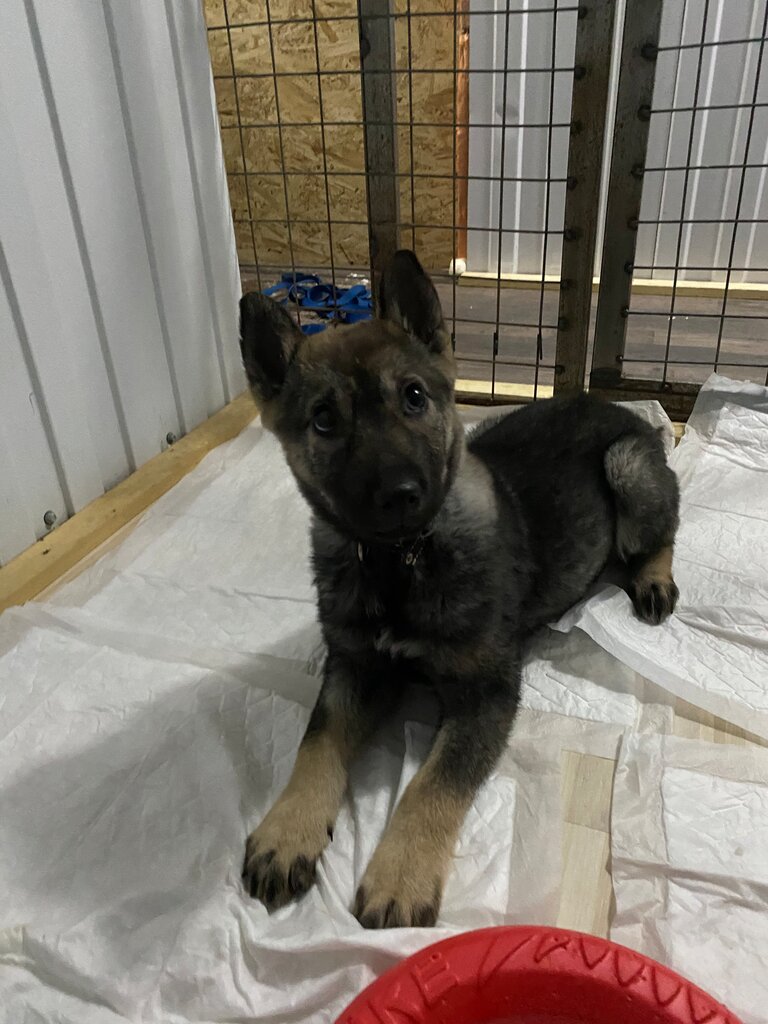 Pet otel Гав'S-Дом, Tomskaya oblastı, foto