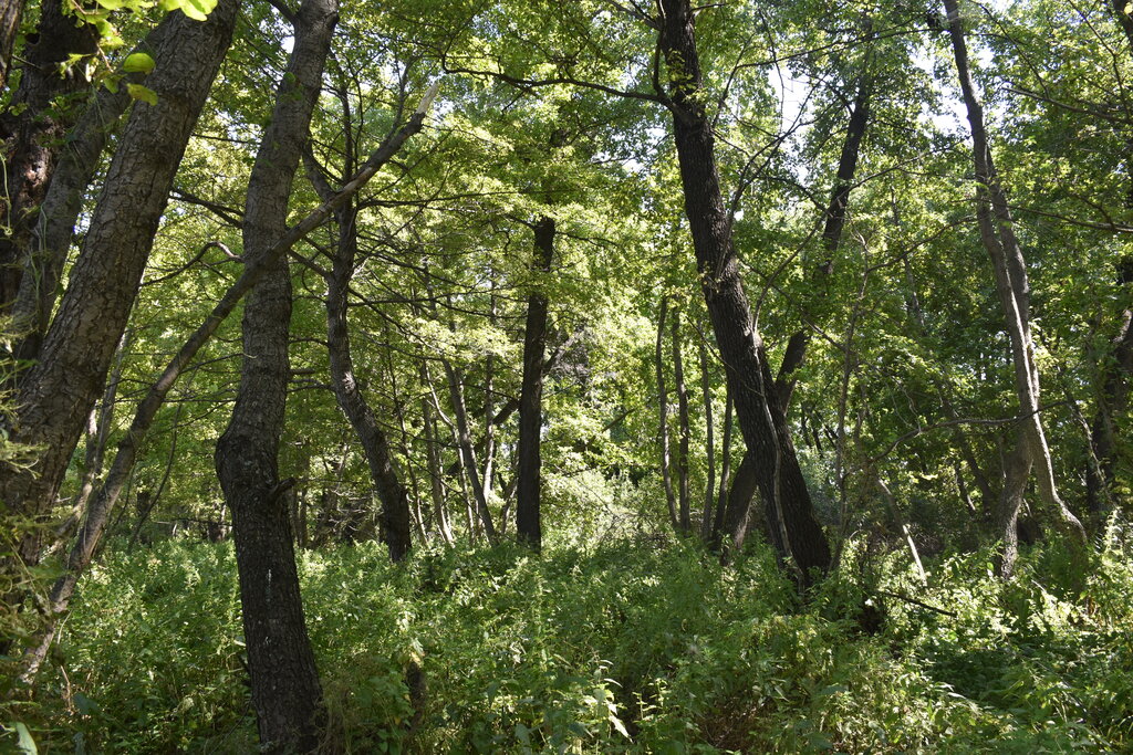 Doğa Черноольшаник, Orenburgskaya oblastı, foto