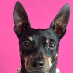 Hund und Katz Ludwigswelt (Rumfordstraße No:16), spor giyim ve ayakkabı  Münih'ten