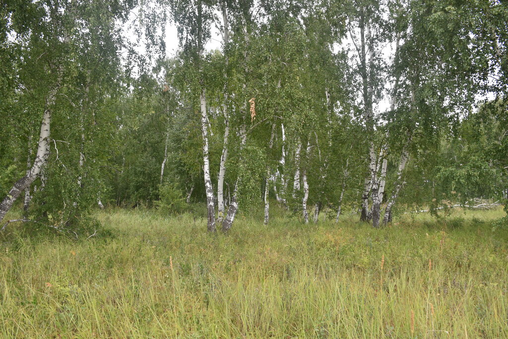Doğa Ландшафтно-гидрологический памятник природы Урочище Моховое, Orenburgskaya oblastı, foto