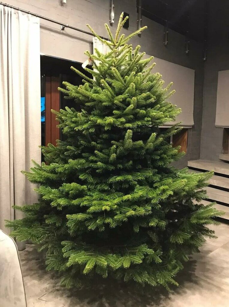 Bahçecilik mağazaları Agronomov, Moskova, foto