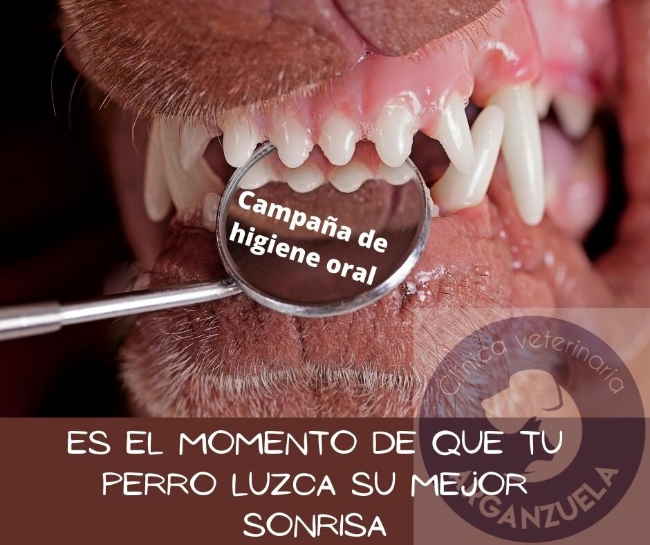 Veteriner klinikleri Clinica Veterinaria Arganzuela, Madrid, foto
