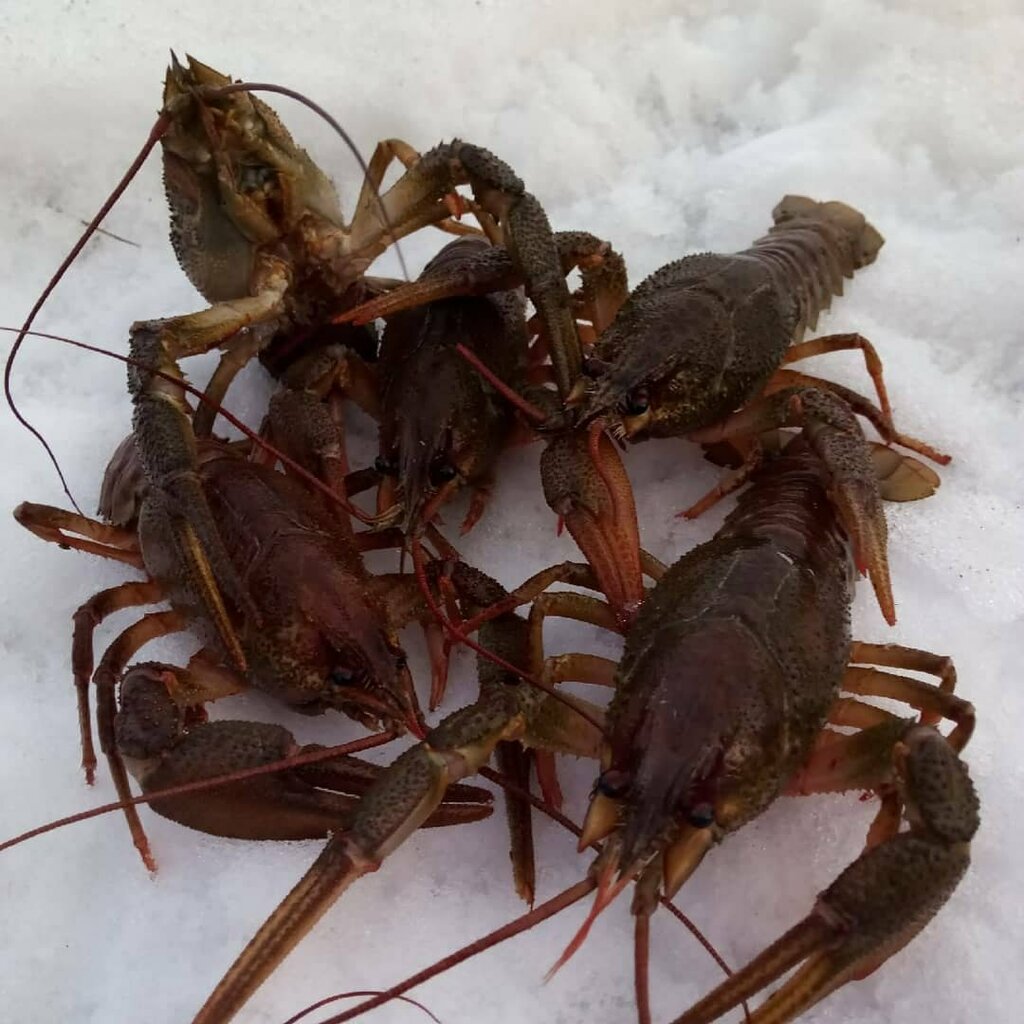 Market Rak63, Samara, foto