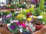 Floricoltura Ubbiali Geremia (Via Giacomo Matteotti No:7, Urgnano, Cologno al Serio), çiçek teslimatı  Lombardiya'dan