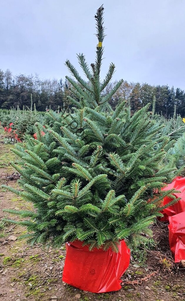 Bahçecilik mağazaları Agronomov, Moskova, foto