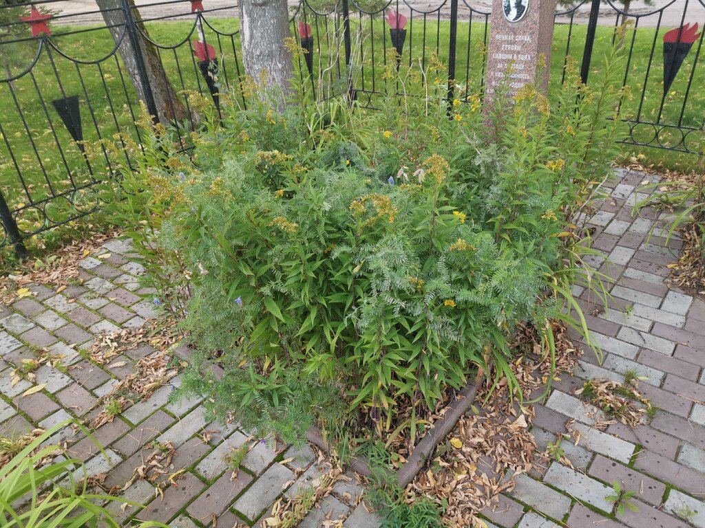 Anıt, heykel Могила учительницы А.Ф. Новаковой, Solneçnogorsk, foto