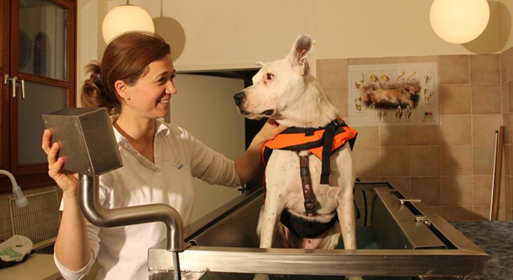 Veteriner klinikleri Barker-Benfield Karen Dr - Ccrp, Viyana, foto