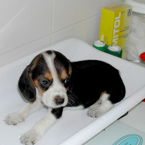 Veteriner klinikleri Anubis Clínica Veterinaria, Madrid, foto