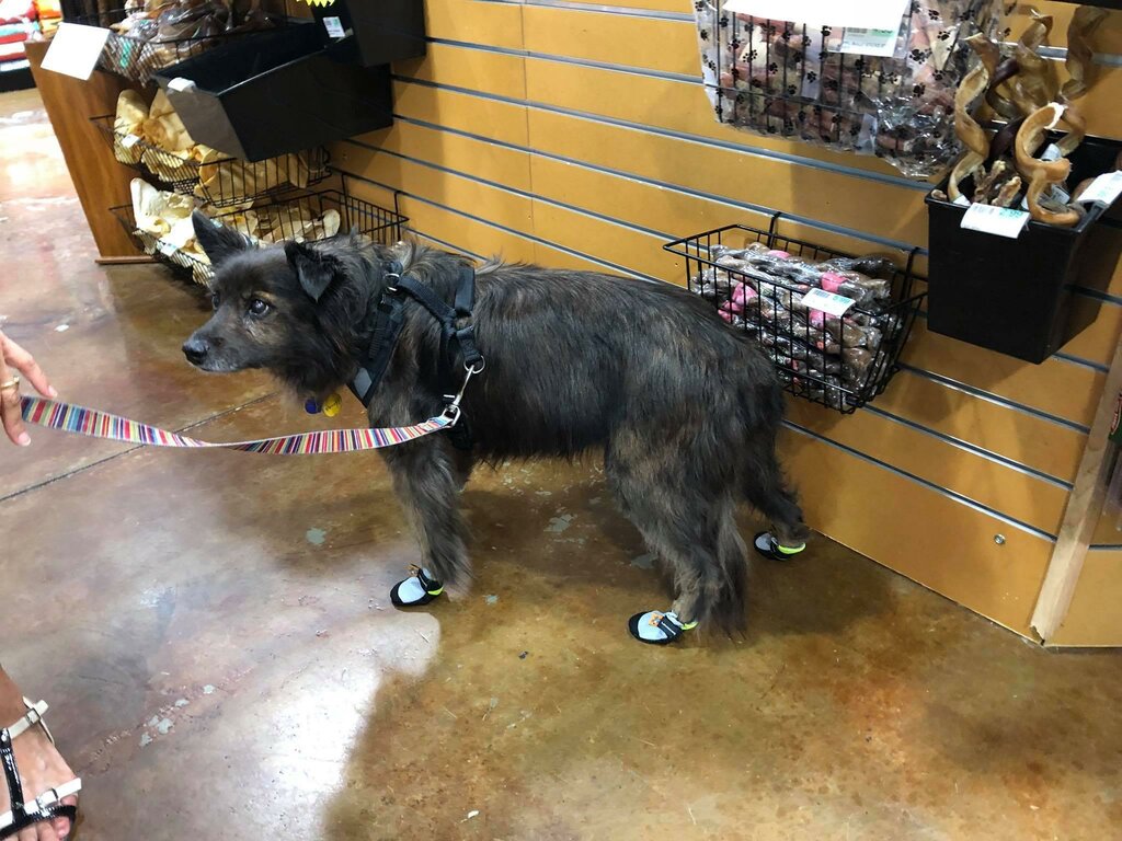 Petshop Dog Gone Holistic, Florida Eyaleti, foto