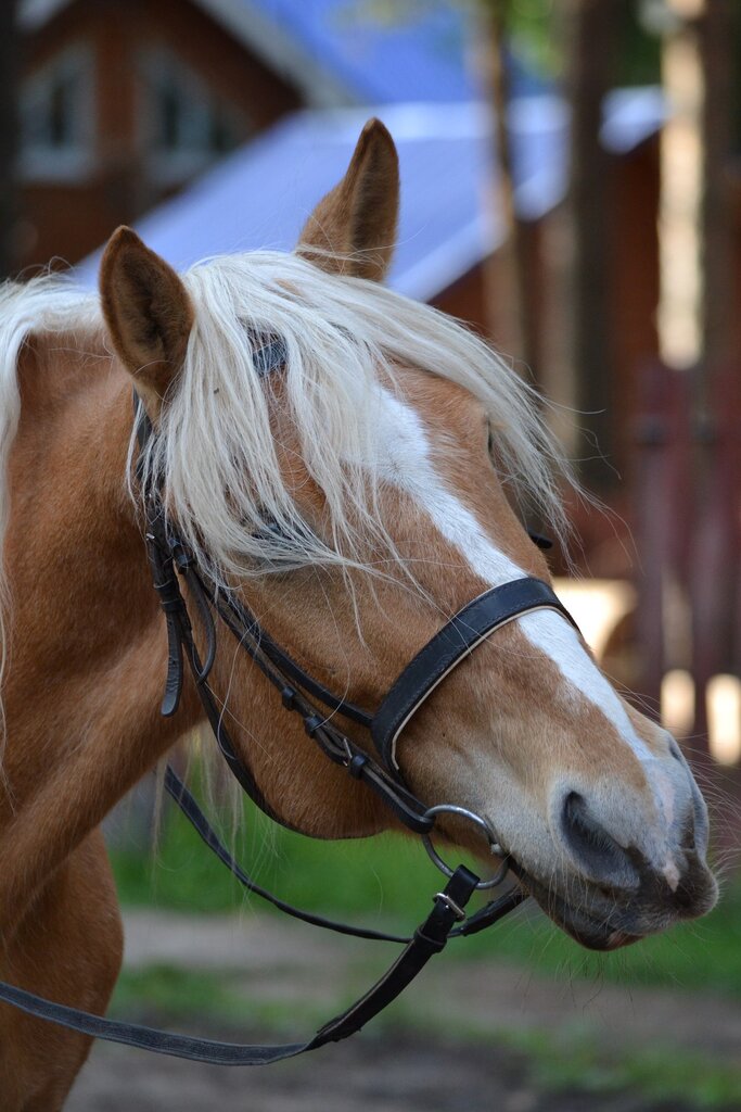 At ve binicilik kulüpleri Серебряная подкова, Kirovskaya oblastı, foto