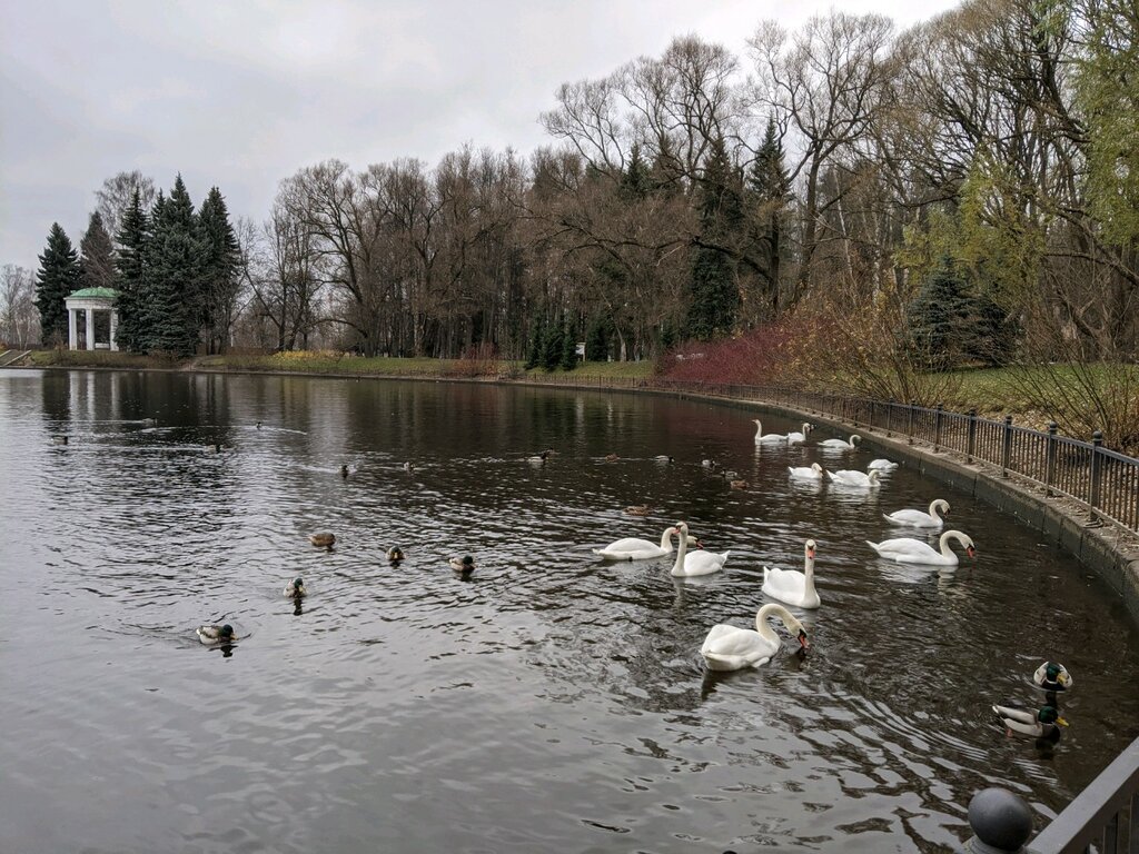 Evcil hayvan yetiştiricileri Лебедятник, Saint‑Petersburg, foto