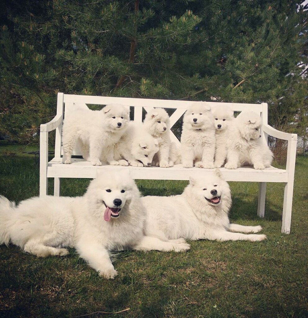 Veteriner klinikleri Mokry Nose, Samara, foto