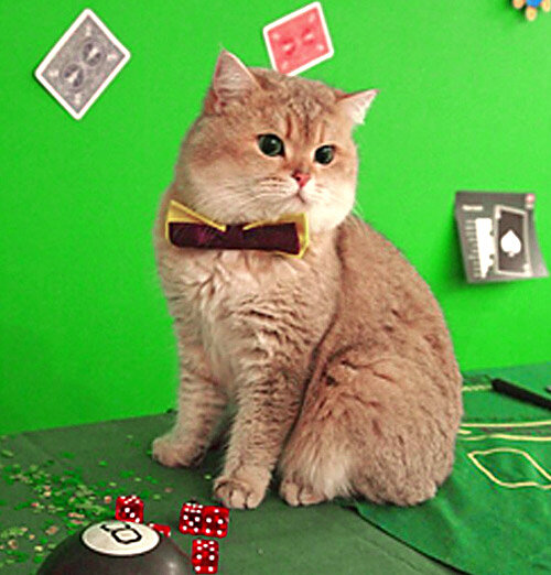 Evcil hayvan yetiştiricileri Golden Fluffy Joy, Moskova ve Moskovskaya oblastı, foto