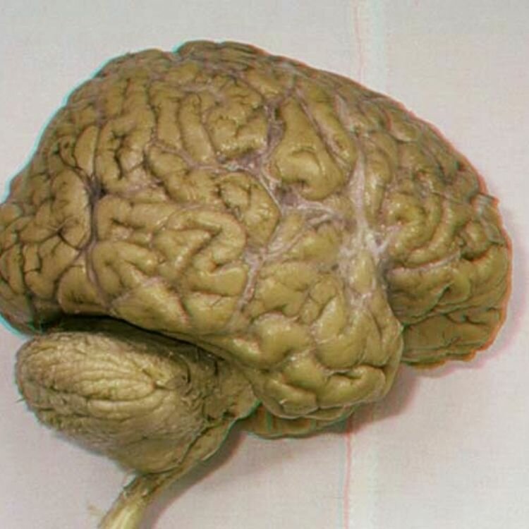 Mali denetleme şirketleri Neuropser, Medellin, foto