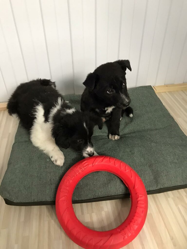 Pet otel Гав'S-Дом, Tomskaya oblastı, foto