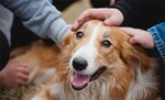 Rauzi Luca - Scuola Addestramento Cani (Via Dodiciville No:7, Bolzano, la città di Bolzano), evcil hayvan yetiştiricileri  Bolzano'dan