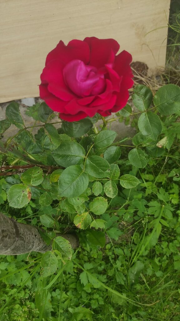 Bahçecilik dernekleri ve kuruluşları СНТ Дачное, Moskova ve Moskovskaya oblastı, foto