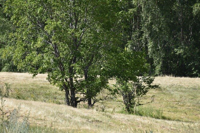 Doğa Ландшафтно-геологический памятник природы Присалмышское карстовое поле, Orenburgskaya oblastı, foto