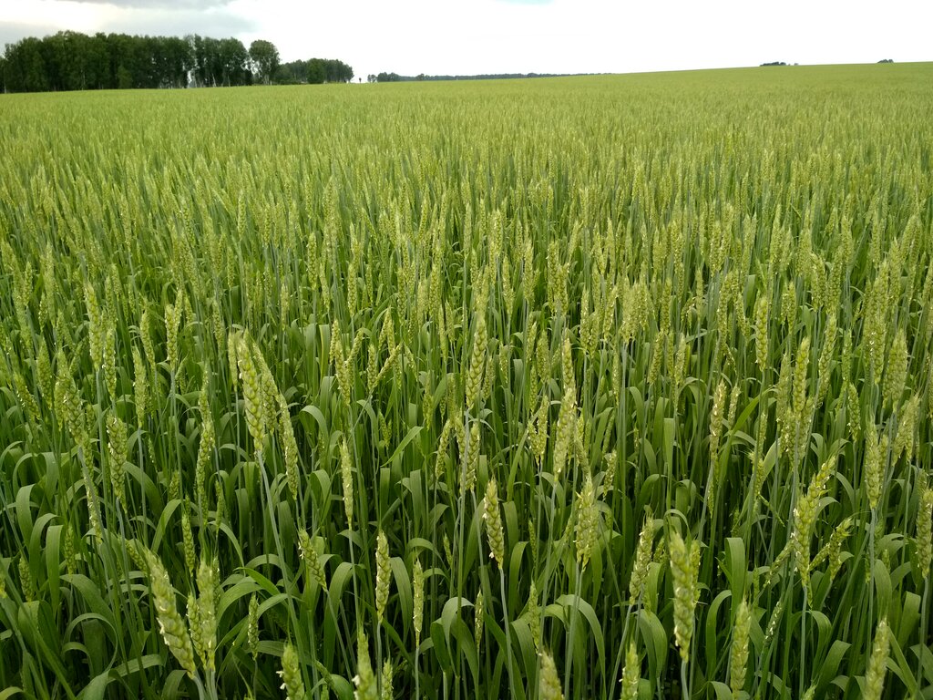Tahıl firmaları АО Заречное, Novosibirskaya oblastı, foto