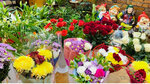 Мир цветов (Polyarnaya ulitsa No:18А, posyolok gorodskogo tipa Motygino), çiçekçiler  Krasnoyarski krayından